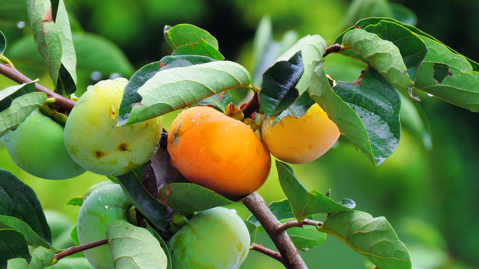 Learn To Germinate And Grow A Persimmon Tree From Seed