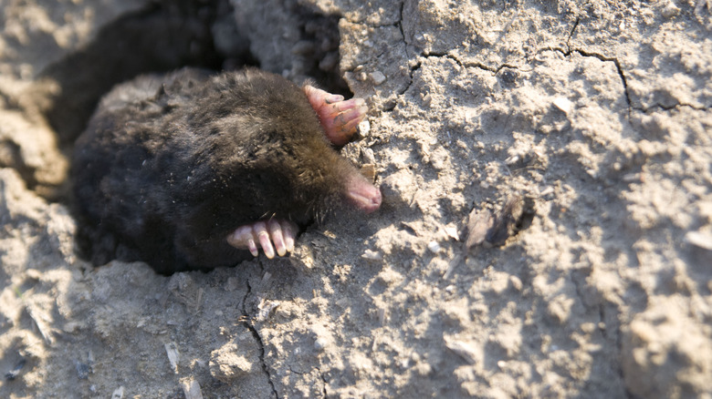 How To Get Rid Of Moles
