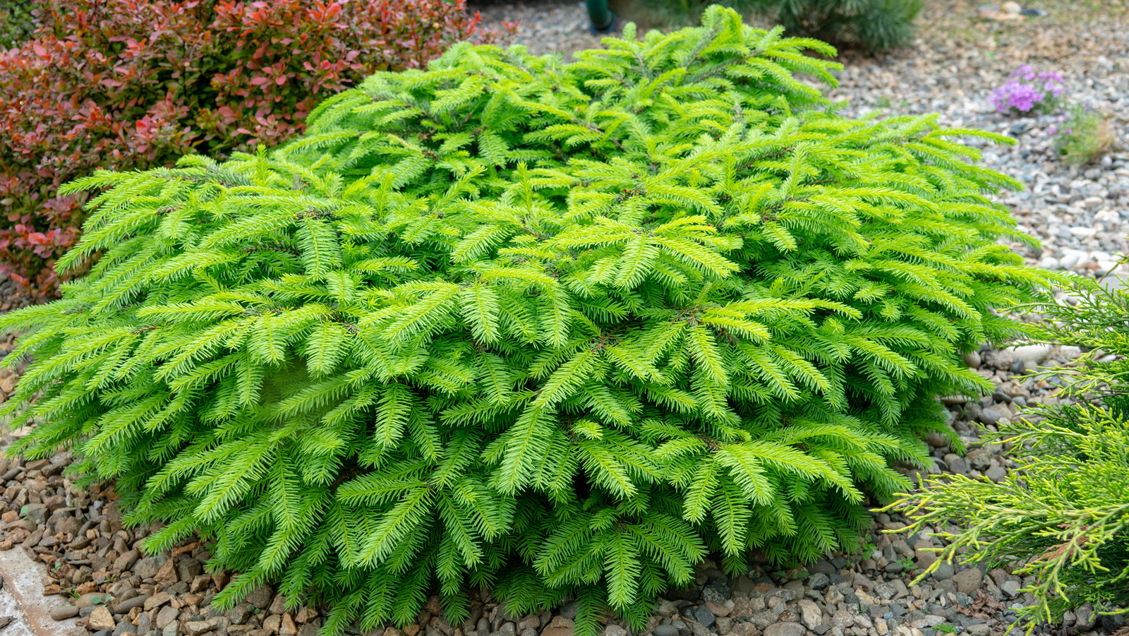 How To Grow A Spectacular Birds Nest Spruce And Essential Care Tips For