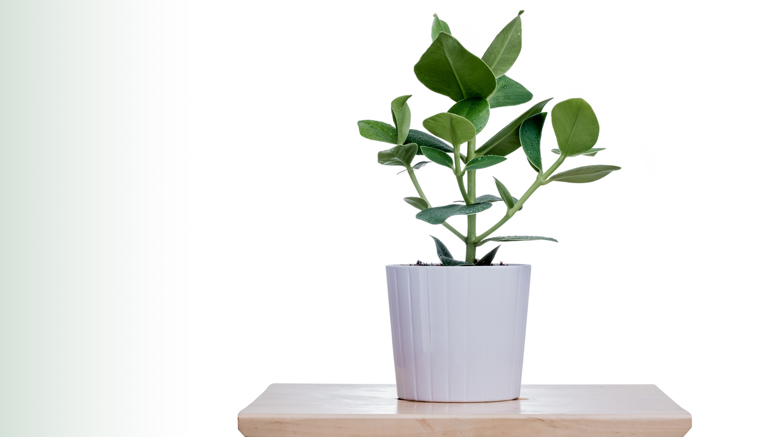 How To Grow And Care For A Clusia Rosea Autograph Tree