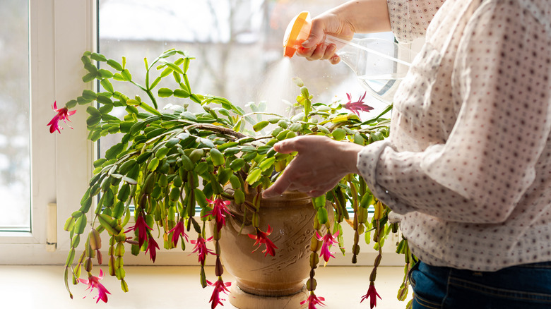 How To Grow And Take Care Of A Christmas Cactus