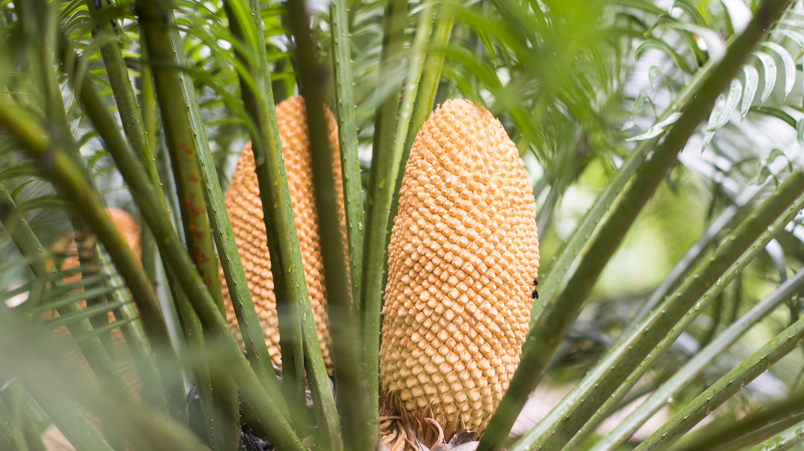 How To Grow And Take Care Of A Queen Palm Plant
