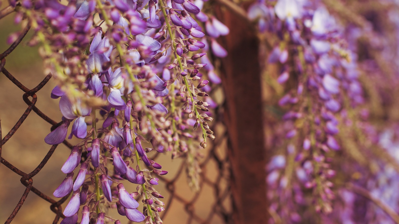 Creeping Plants For Chain Link Fence