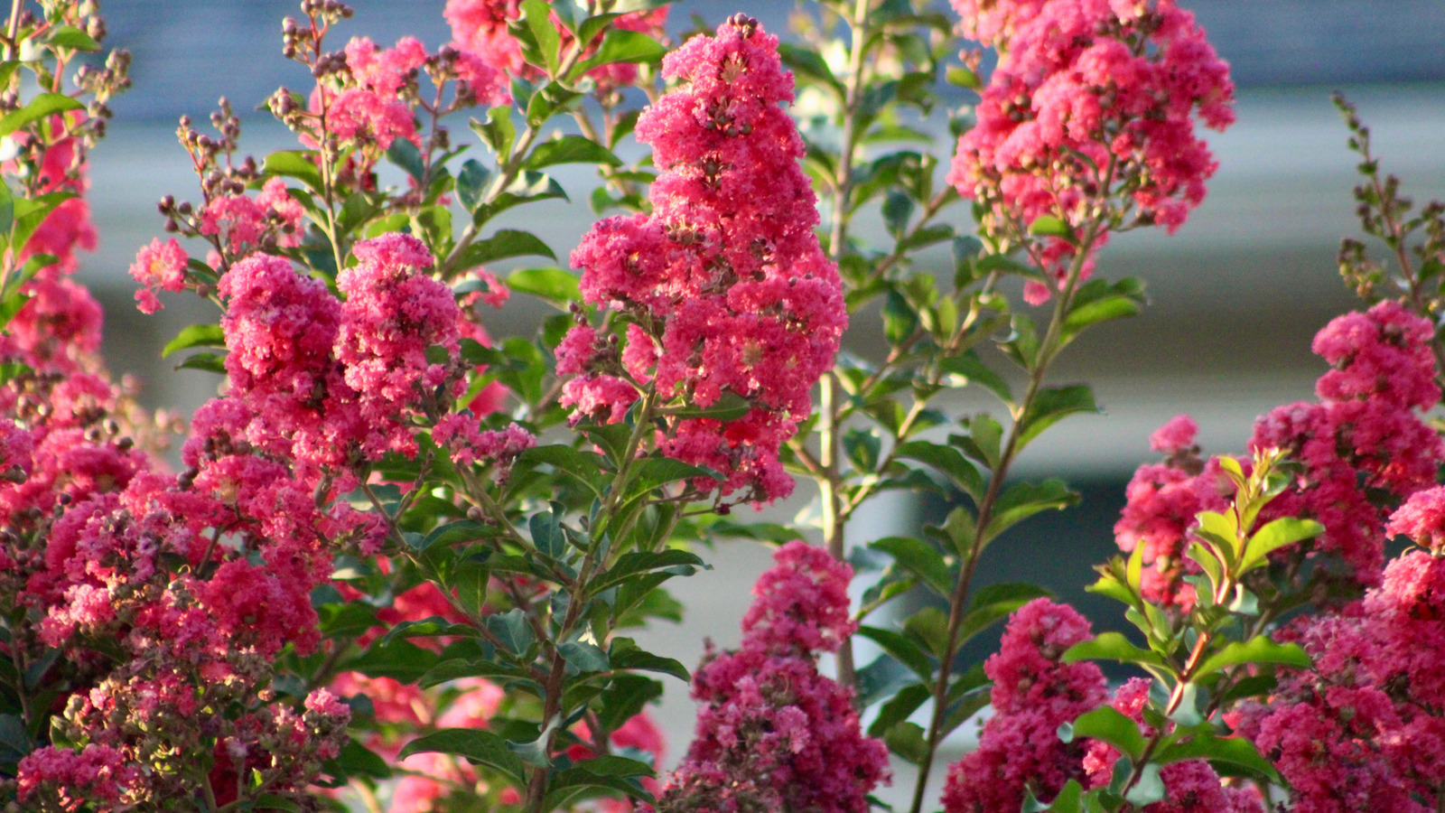 How To Grow Crepe Myrtle Trees In Containers To Add Beauty To Your Patio