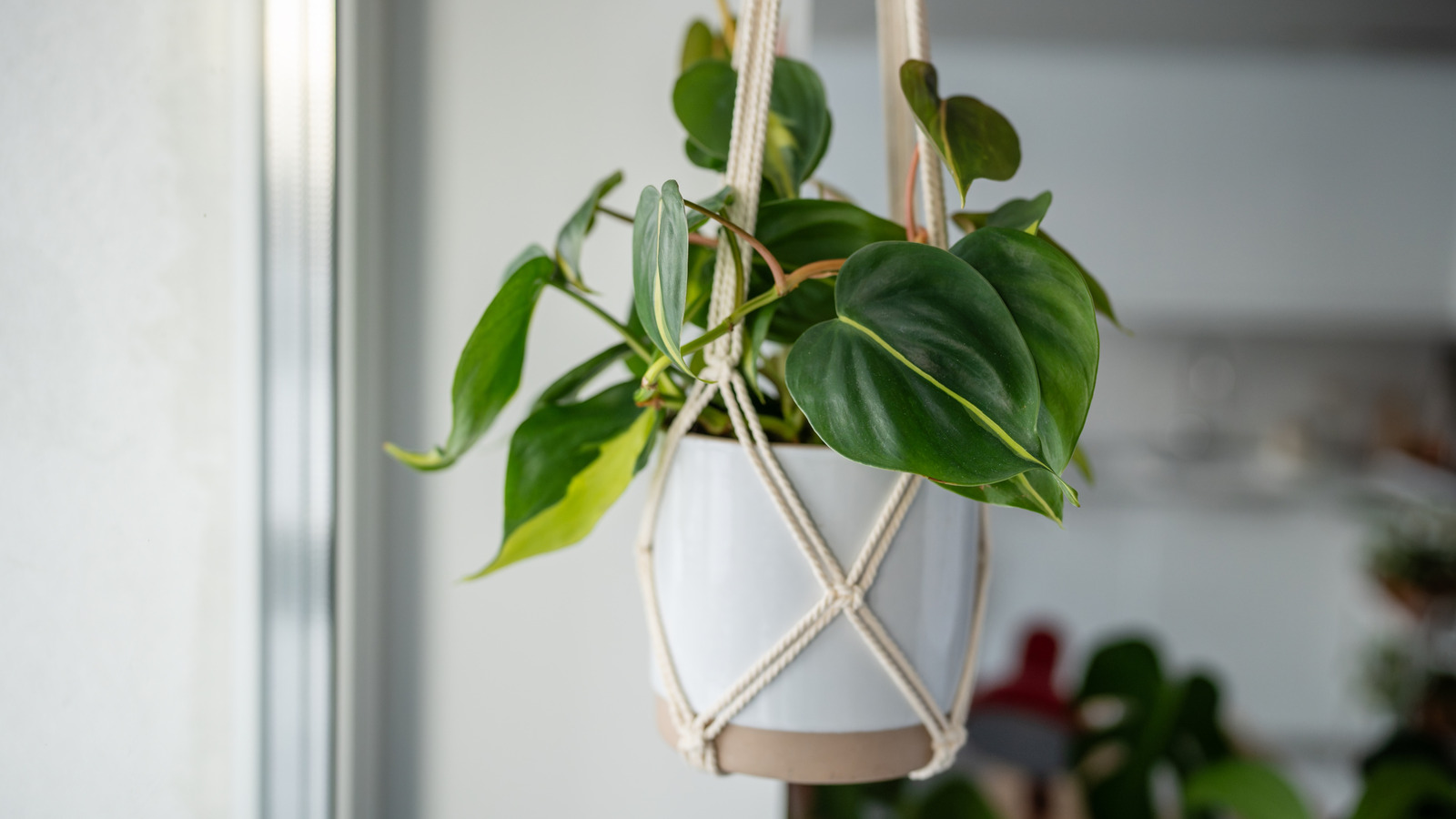 How To Grow Heartleaf Philodendron Indoors For Beautiful Home Decor