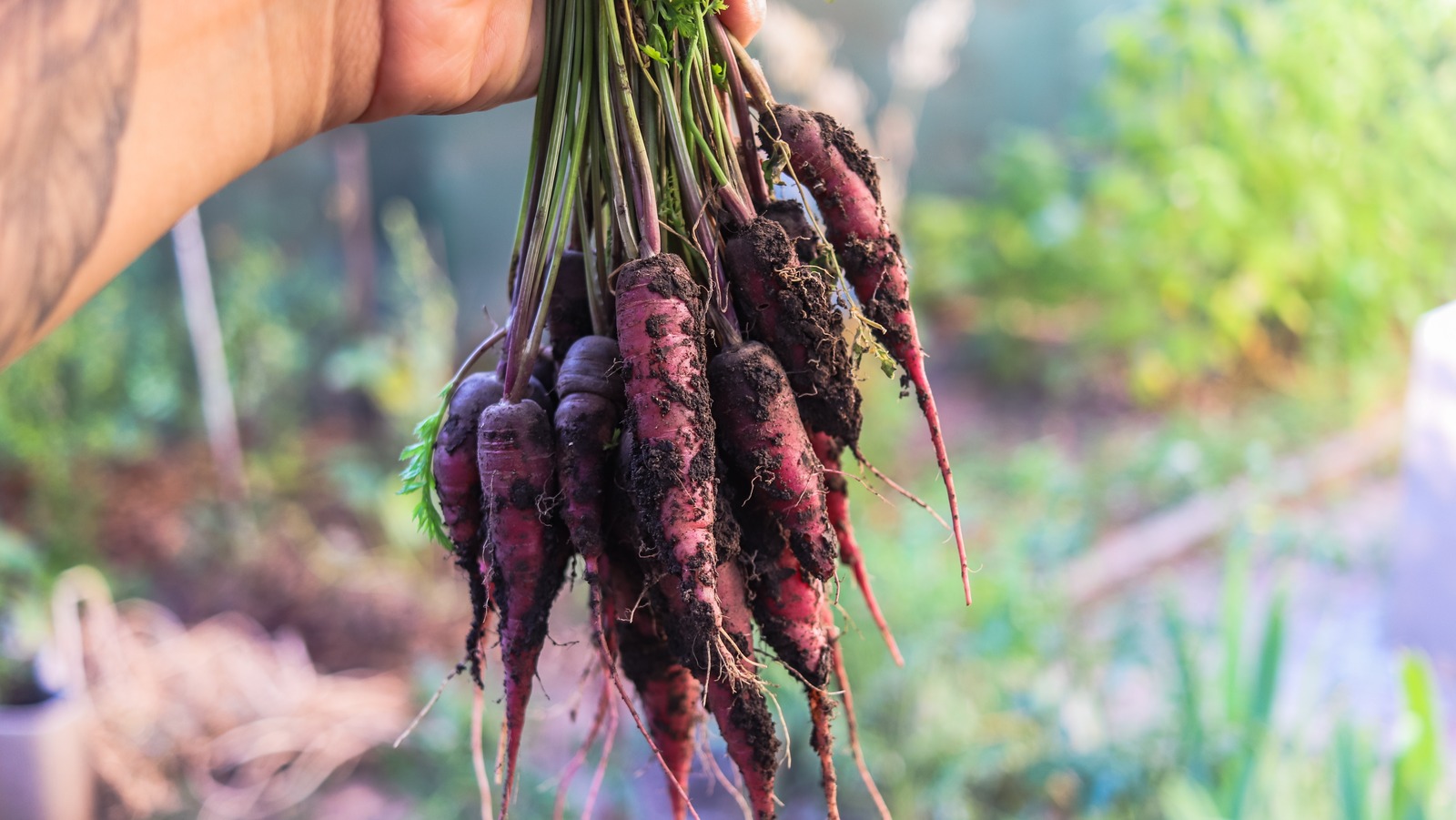 How To Grow Purple Carrots: The Unique Addition That'll Add Appeal To ...