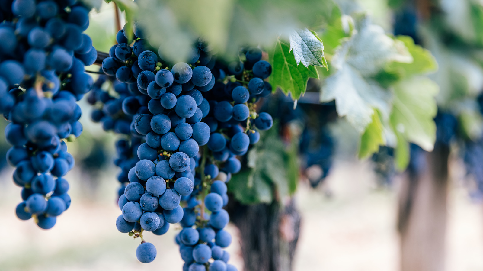 How To Grow Sweet, Seedless Grapes In Your Backyard
