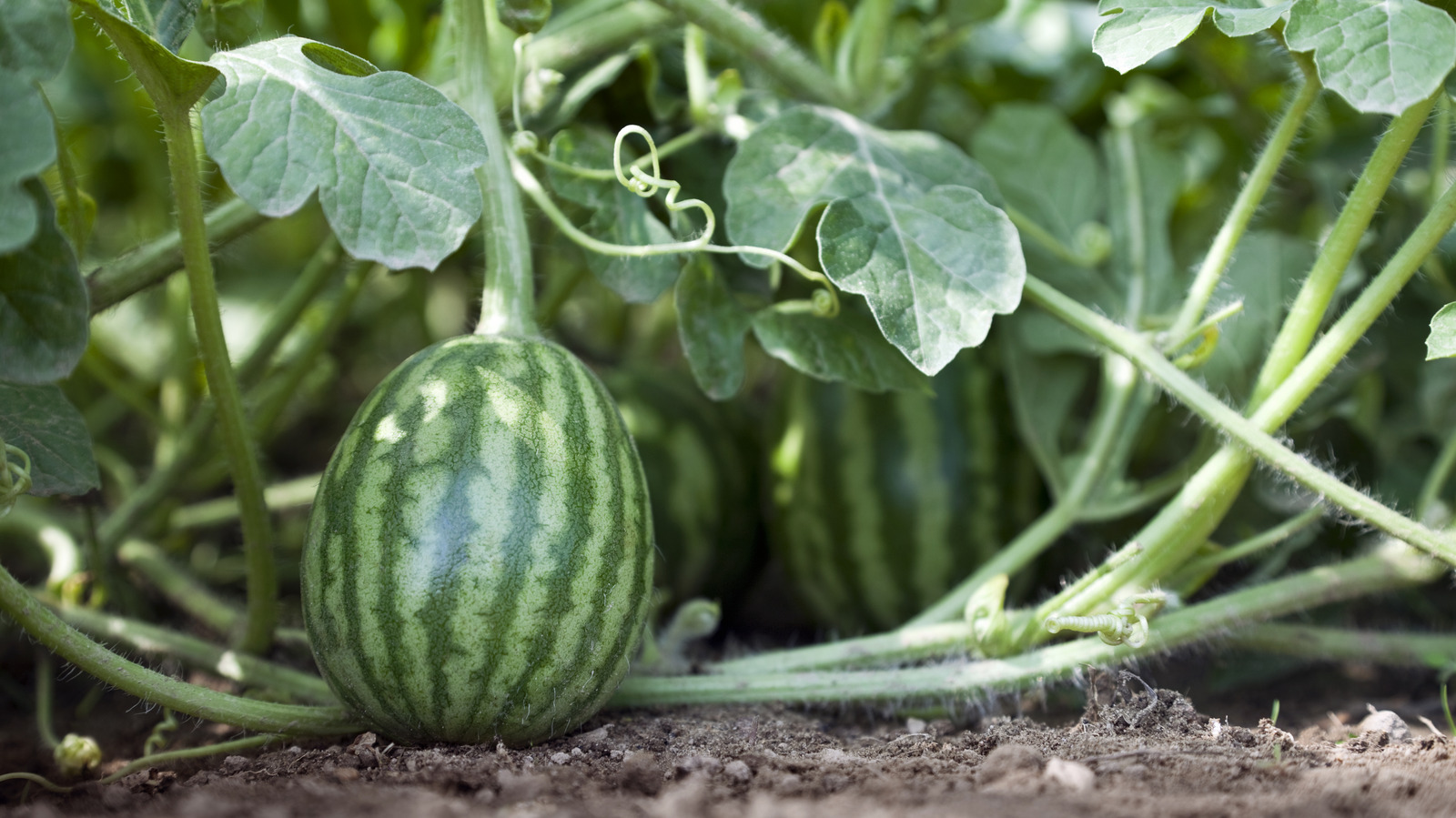 How To Grow And Care For Watermelon That Is Planted From Seed