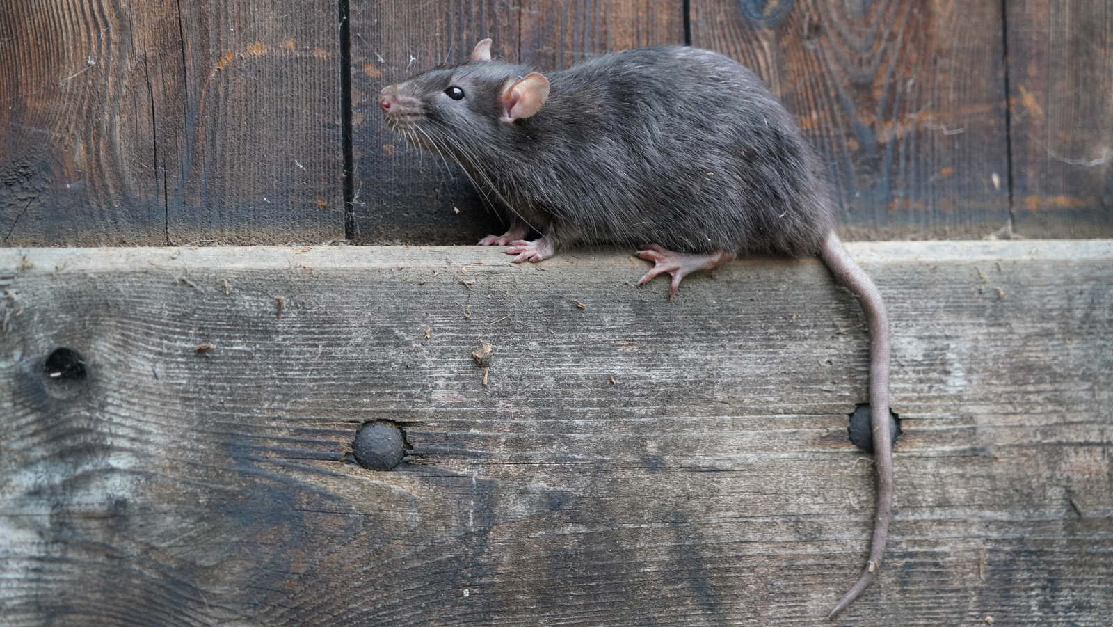 How To Humanely Evict Rats From Under Your Porch And Keep Them Out