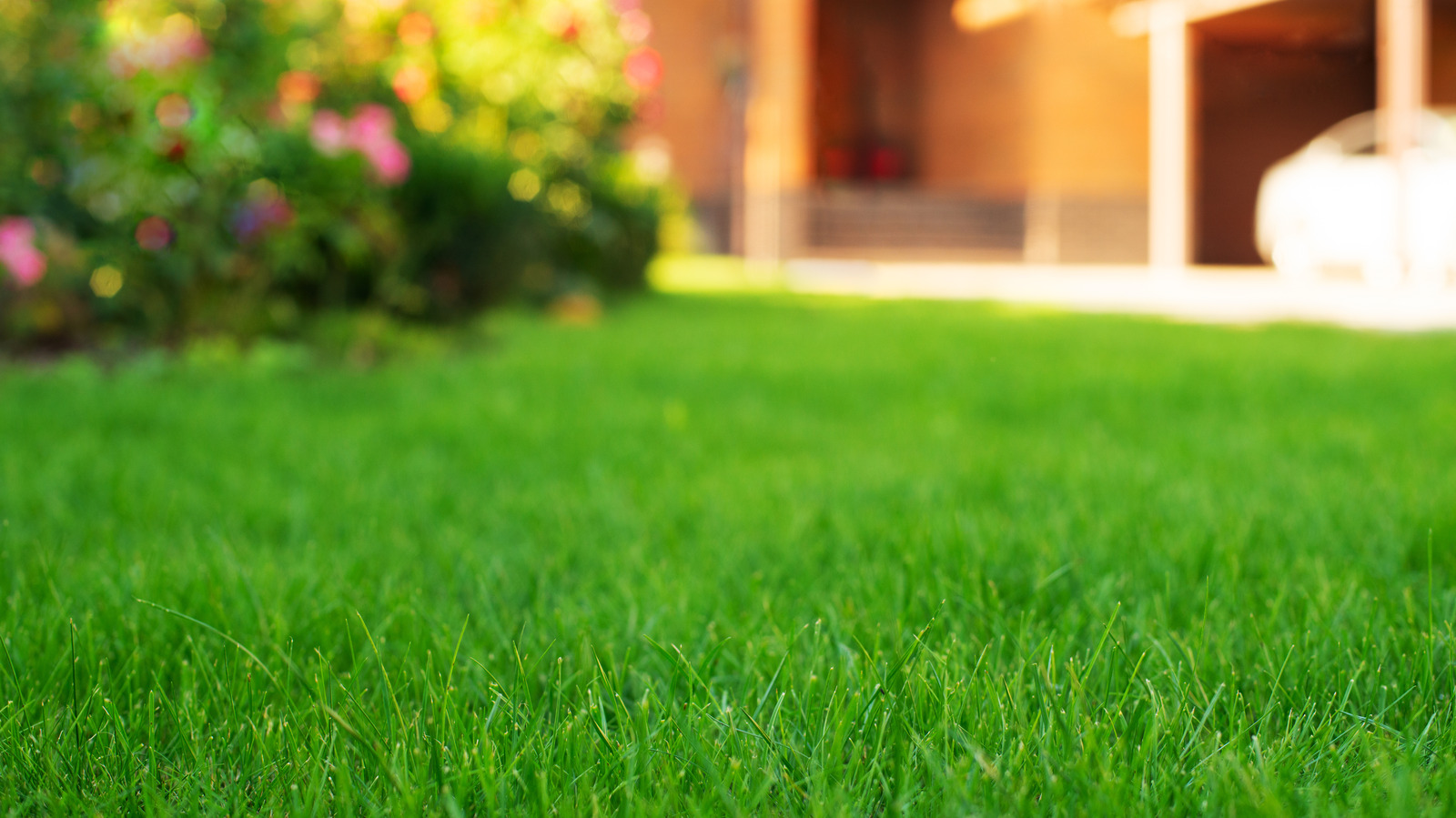 How To Identify What Type Of Grass You Have (And Why It Matters)