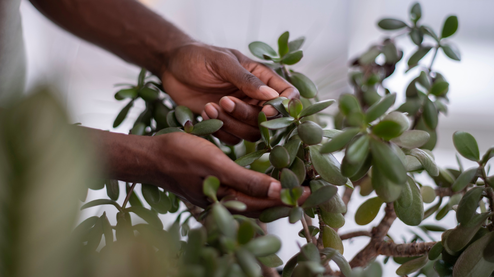 How To Make Your Long And Leggy Jade Plant Look Full & Healthy