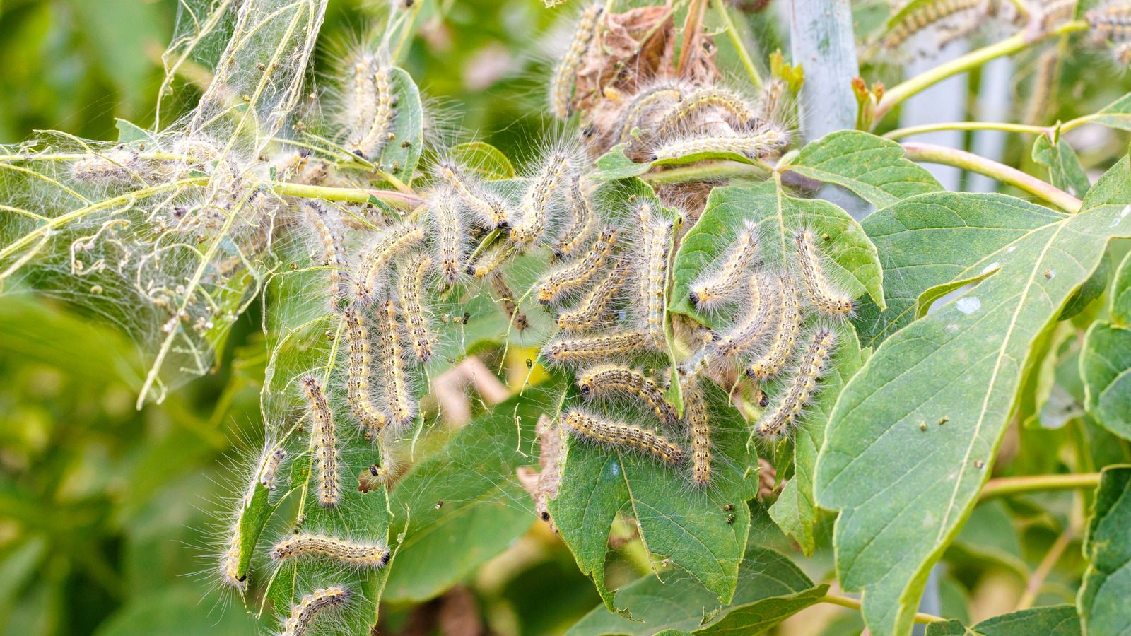 How To Manage A Spongy Moth Infestation Before They Overtake Your Garden