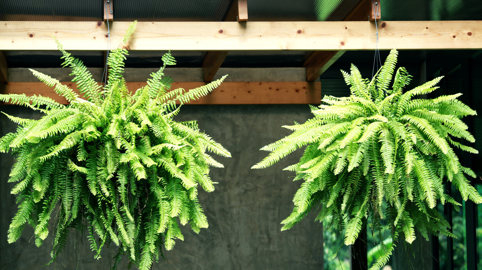 How To Overwinter Boston Ferns So They're As Good As New In Spring