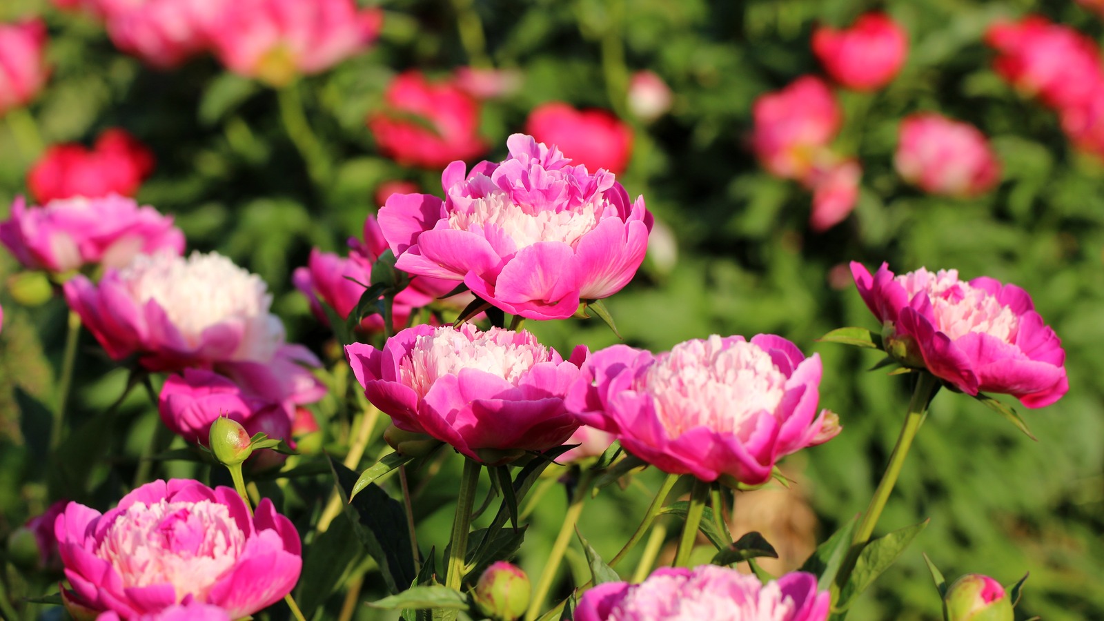 How To Pick The Best Peony Roots For Your Garden (& To Maximize ...
