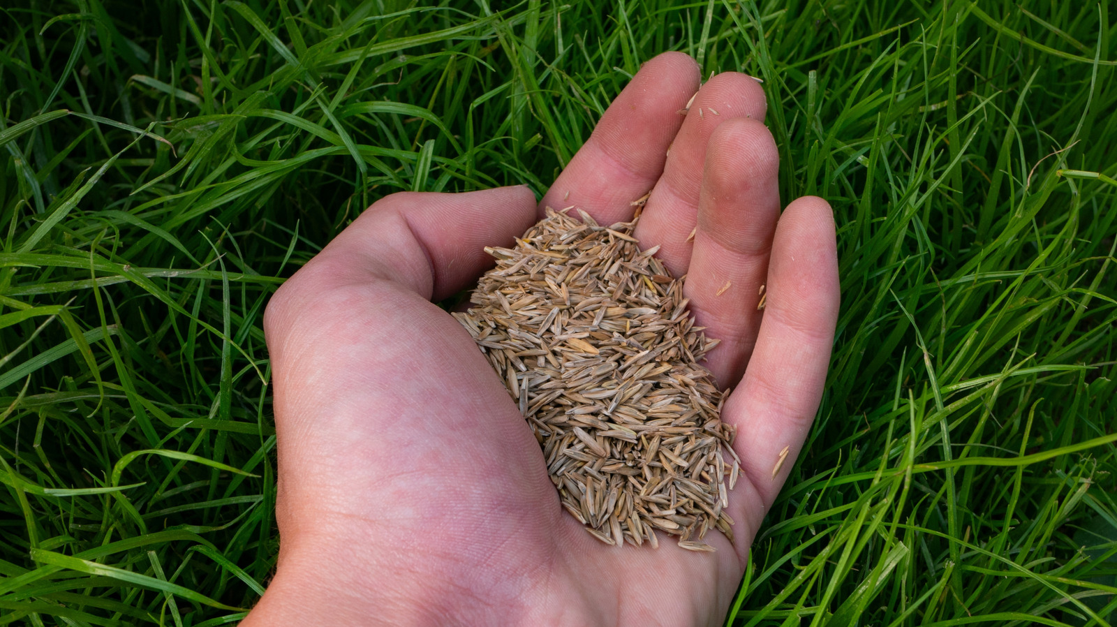 Pre germinate grass seed store