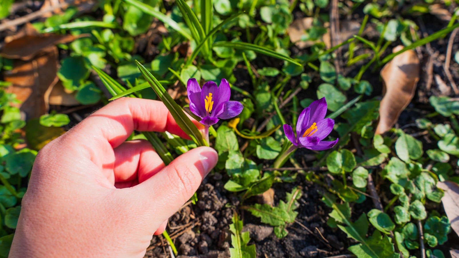 How To Preserve Beautiful Garden Mementos Using A Simple Household Item