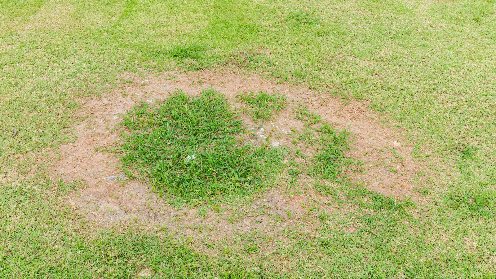 How To Prevent And Treat A Necrotic Ring Spot On Your Lawn