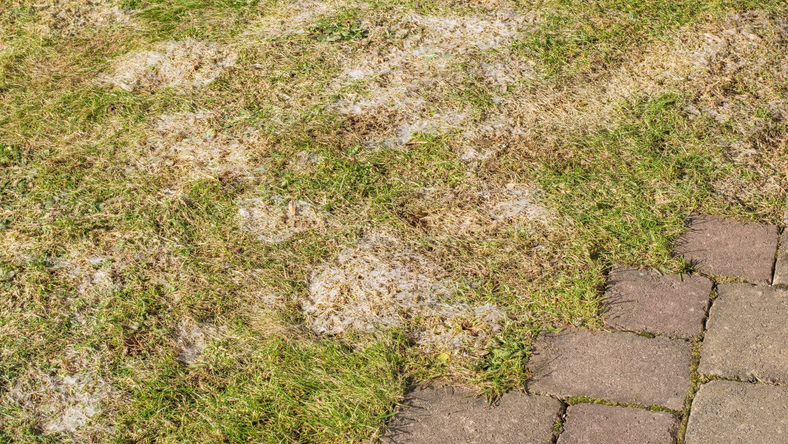 How To Prevent Gray Leaf Spot From Taking Over Your Lawn