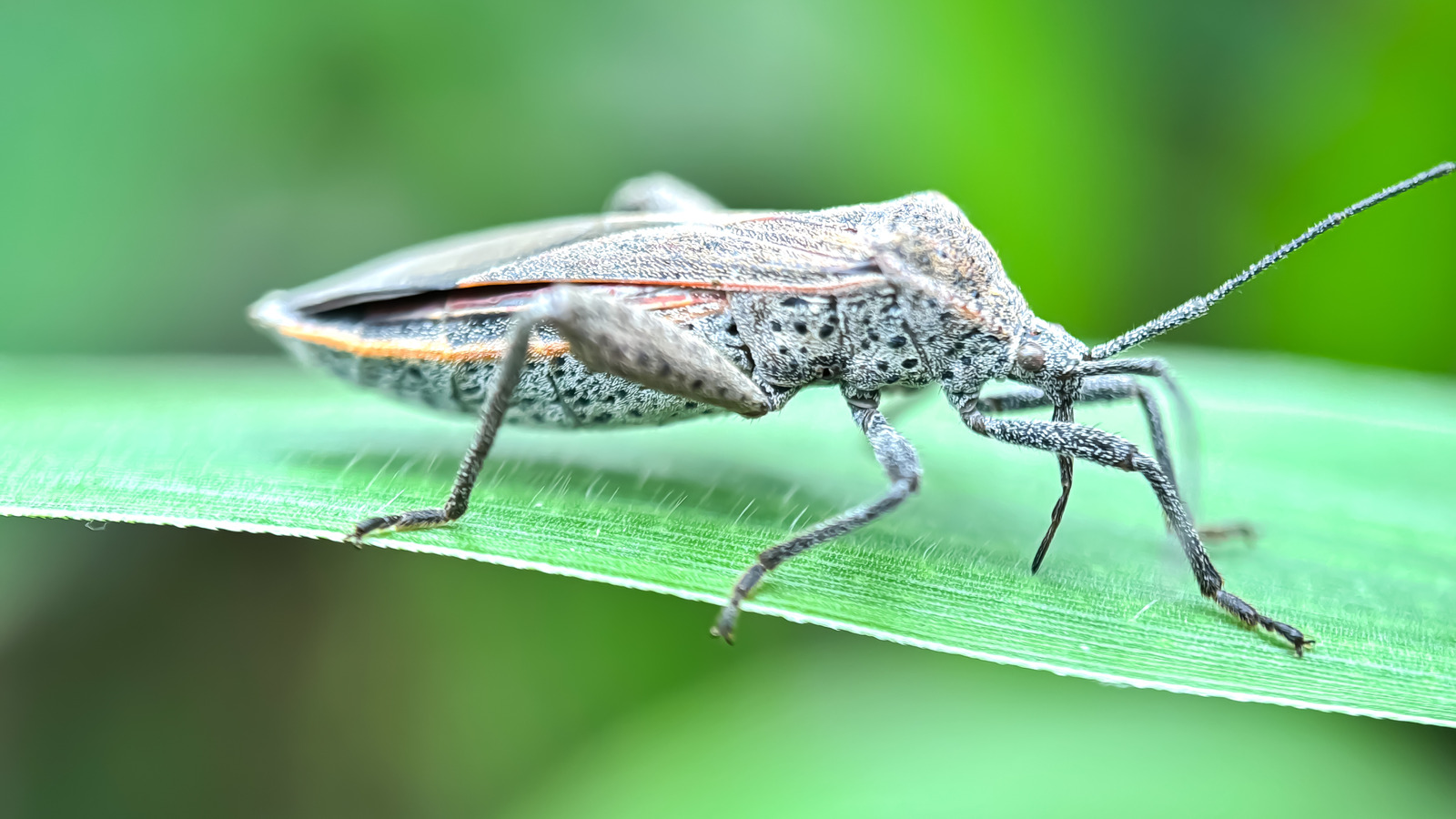How To Prevent Squash Bugs From Overwintering In Your Garden Soil