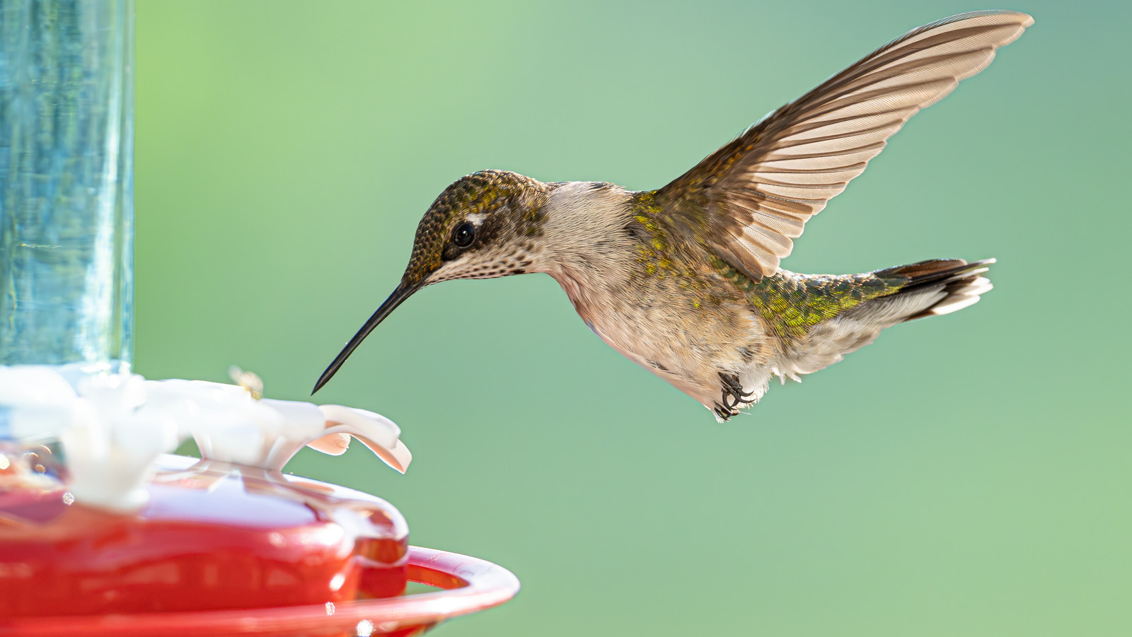 How To Prevent The Hummingbirds In Your Yard From Fighting