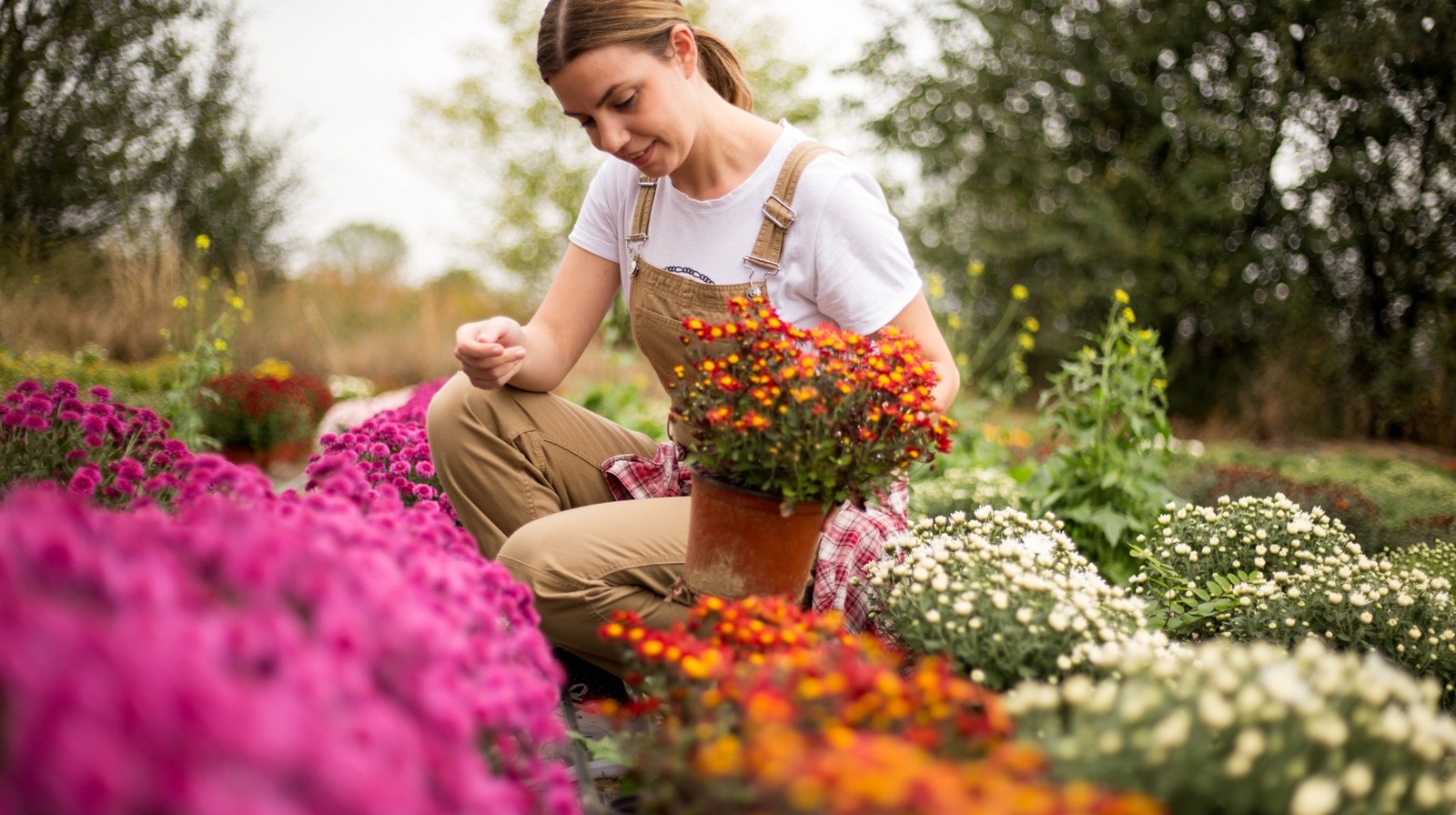 How To Propagate Mums For A Breathtaking Fall Garden On A Budget