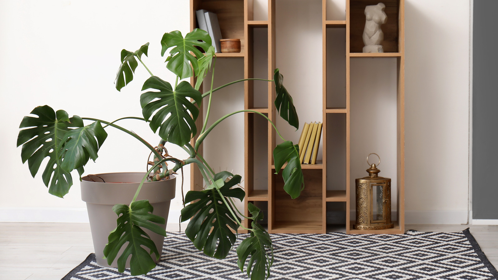 How To Properly Plant A Monstera So That It Grows Straight And Tall