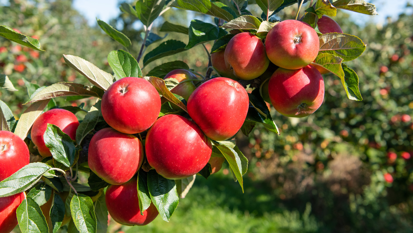 How To Protect Your Apple Tree If Fruit Is Weighing Down The Branches