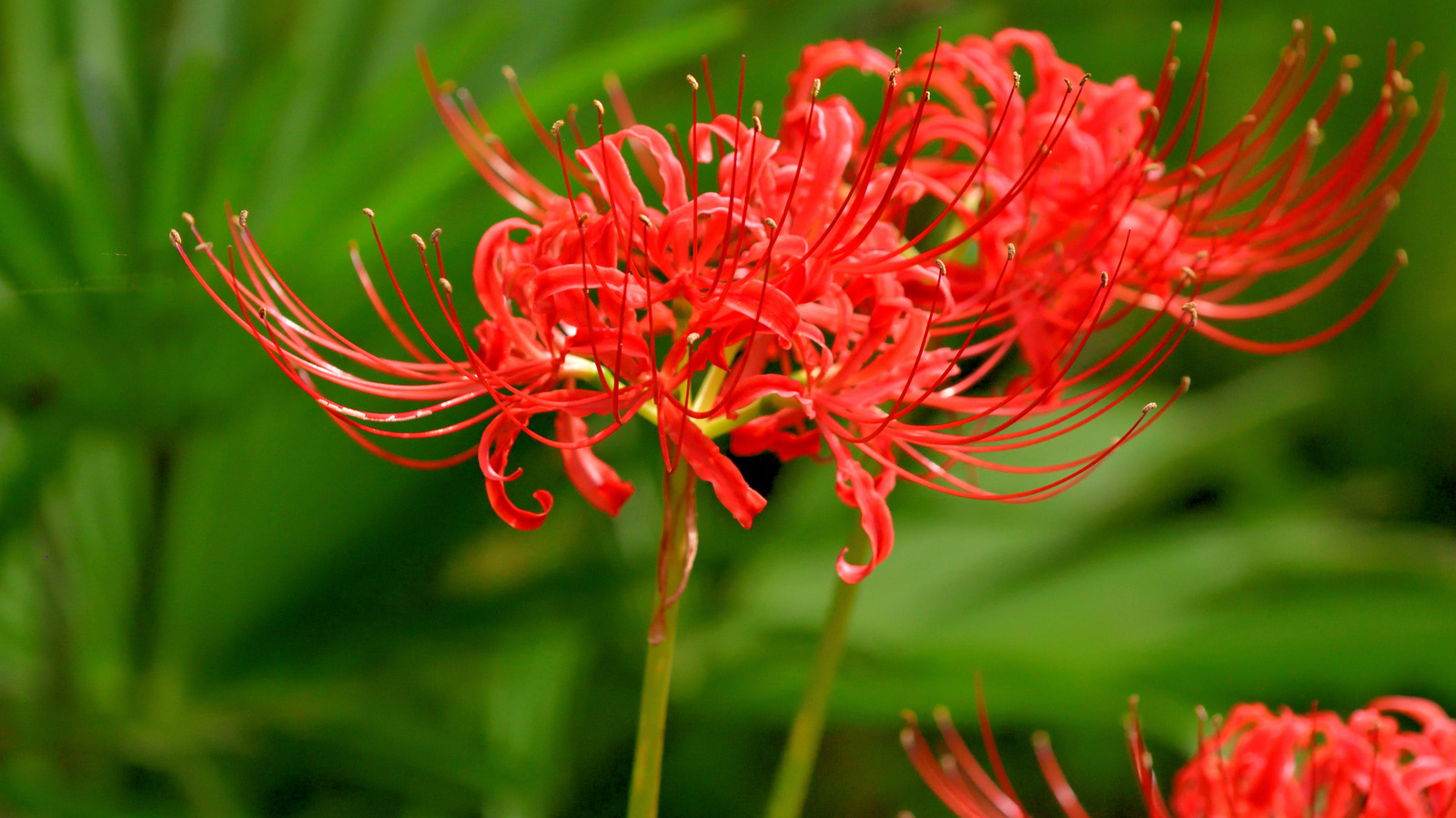 How To Protect Your Beautiful Red Spider Lilies From Frost As Seasons ...