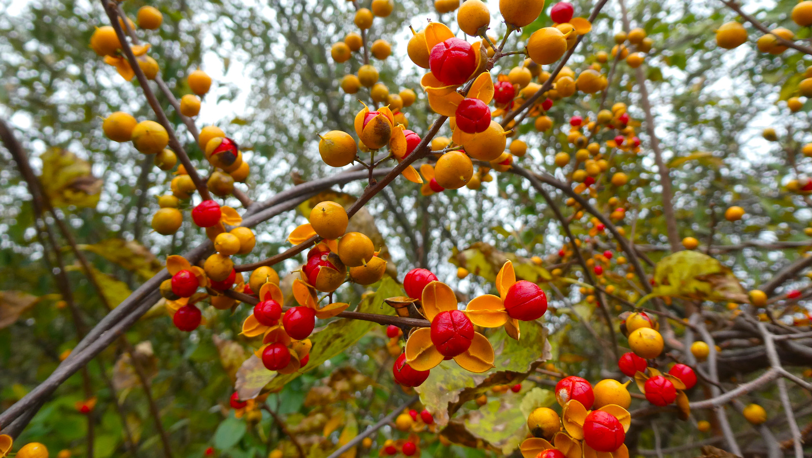 How To Protect Your Yard And Trees From Bittersweet, An Invasive Vine