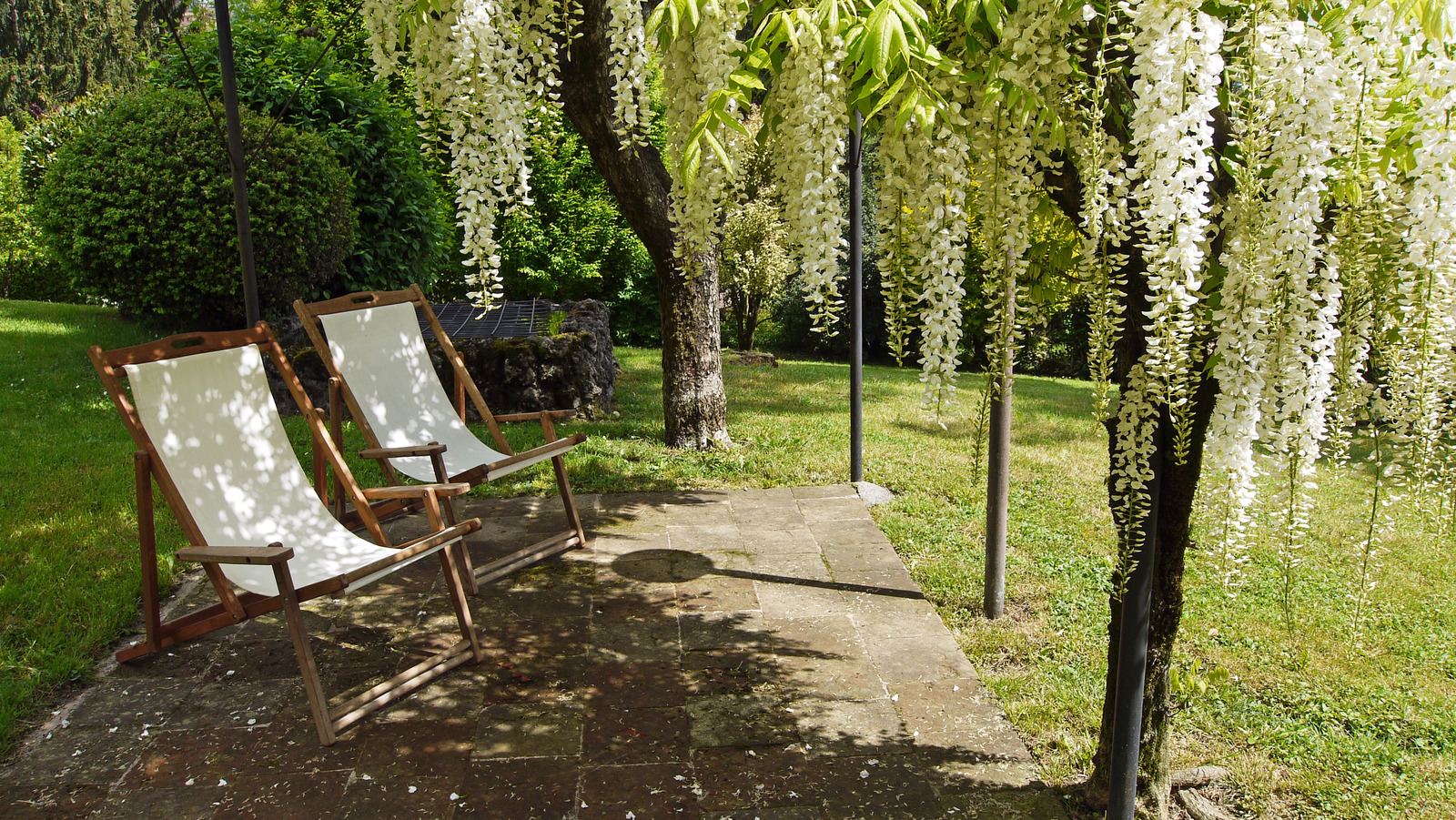 How To Provide Natural Shade To Your Yard With A Living Canopy