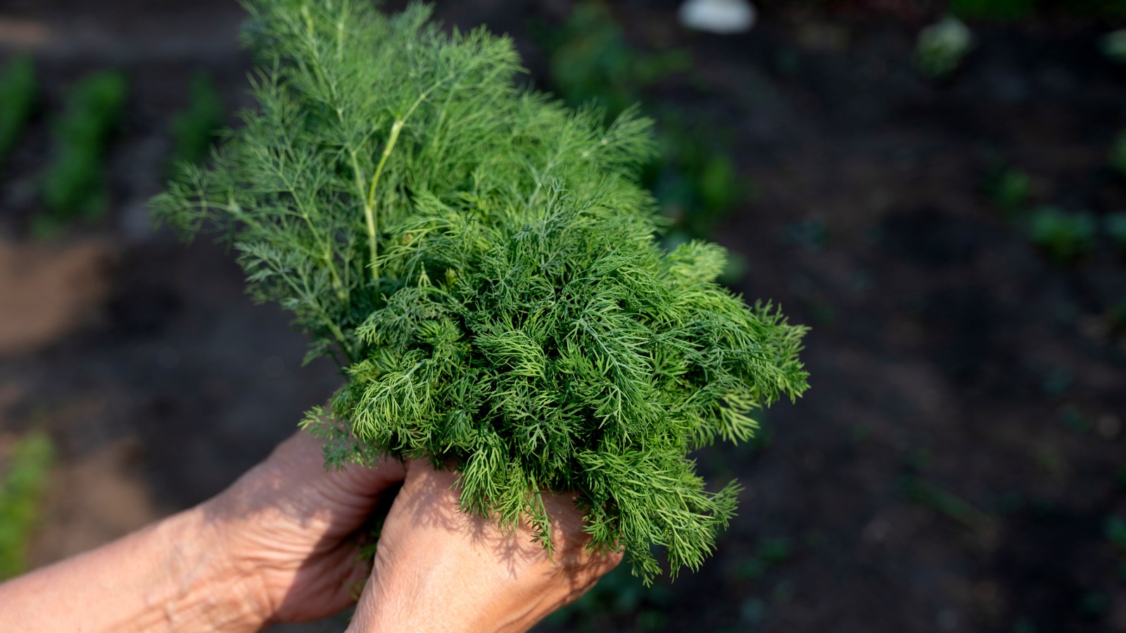 How To Prune Dill In Your Garden For A Bountiful Harvest All Season Long