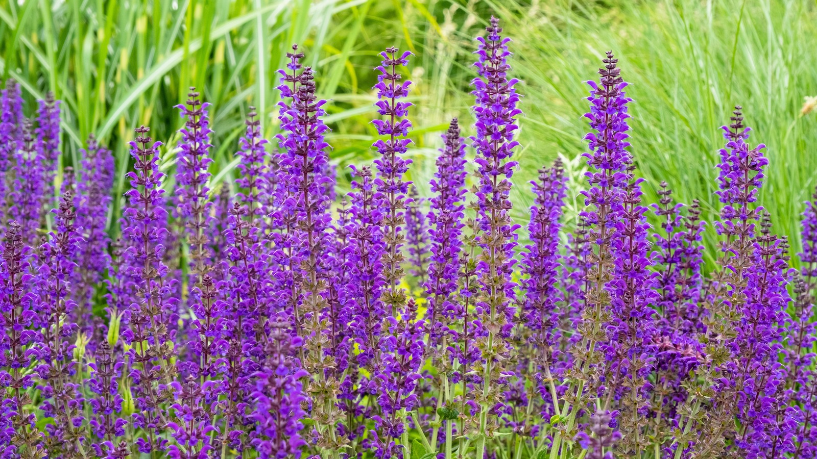 How To Prune Salvia For Endless Blooms All Summer