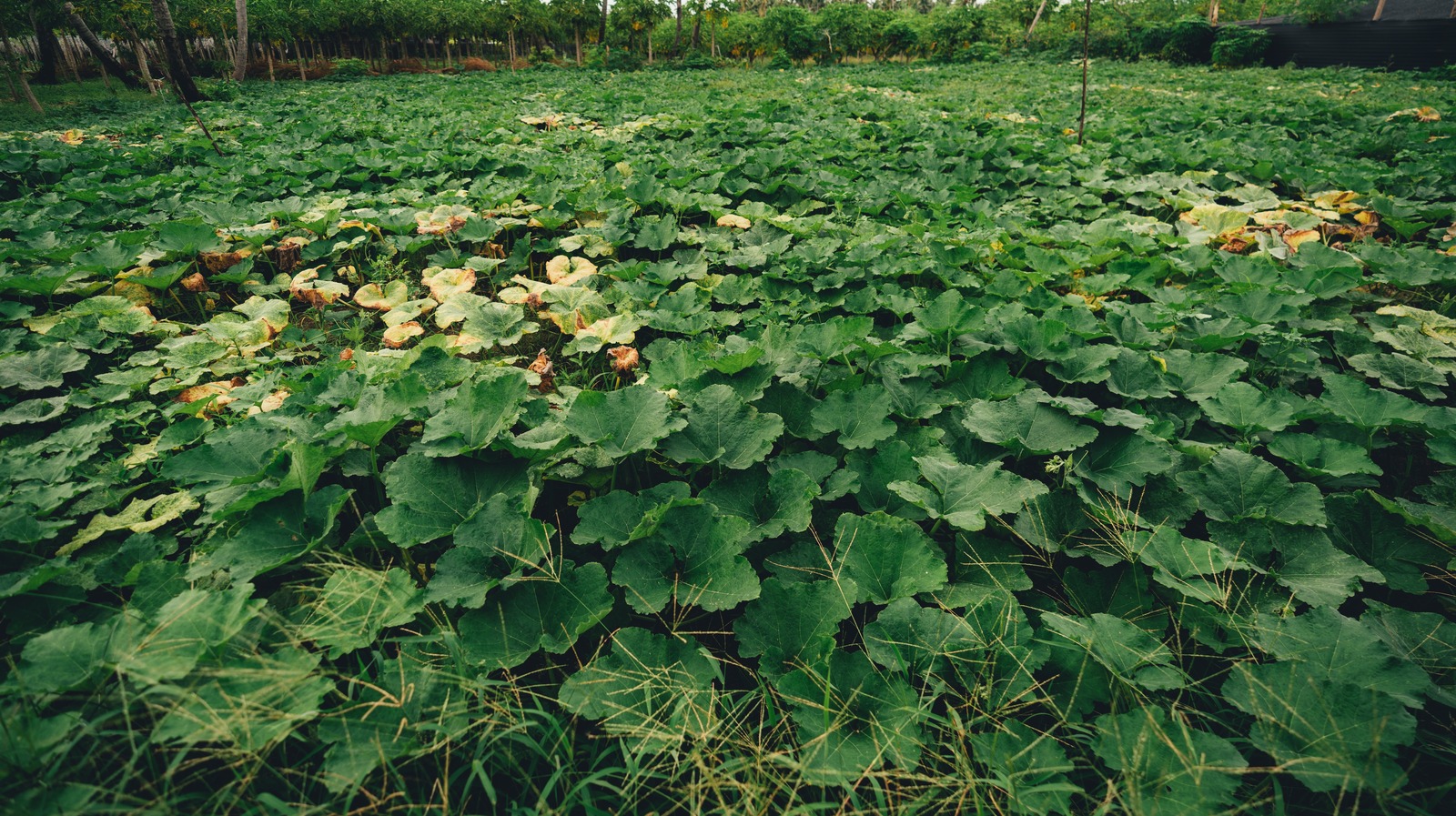 How To Prune Squash Plants For A Bigger, Healthier Harvest