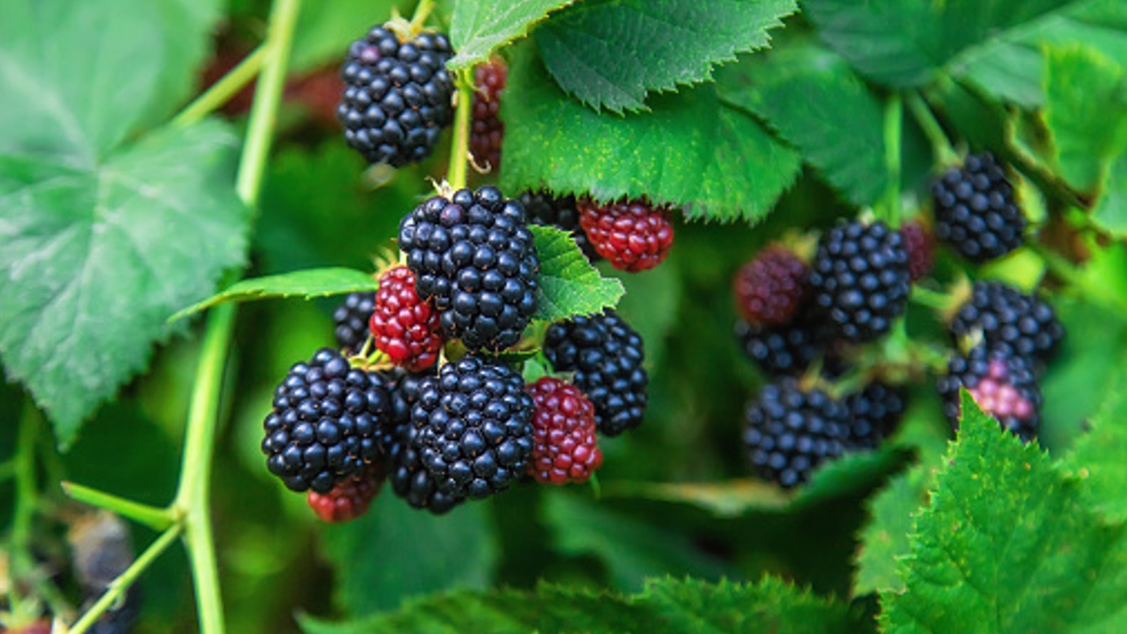 How To Prune Your Blackberry Bushes (& The Best Time To Do It)