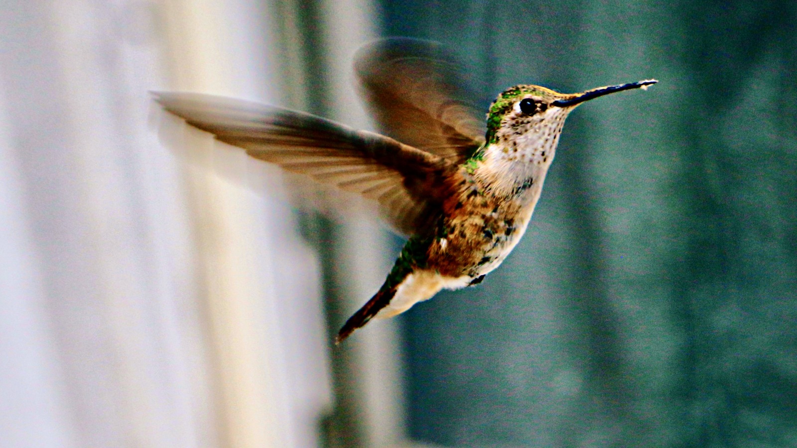 How To Remove A Hummingbird That's Trapped Inside Of Your House