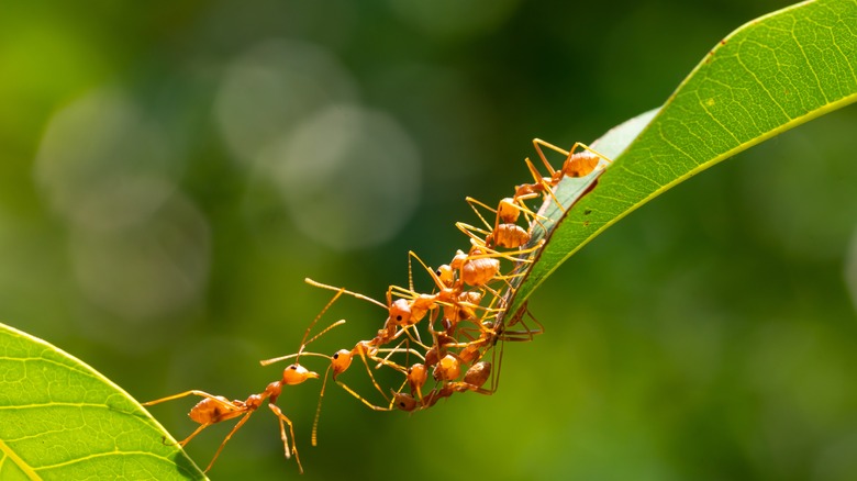 How To Repel Bugs Naturally