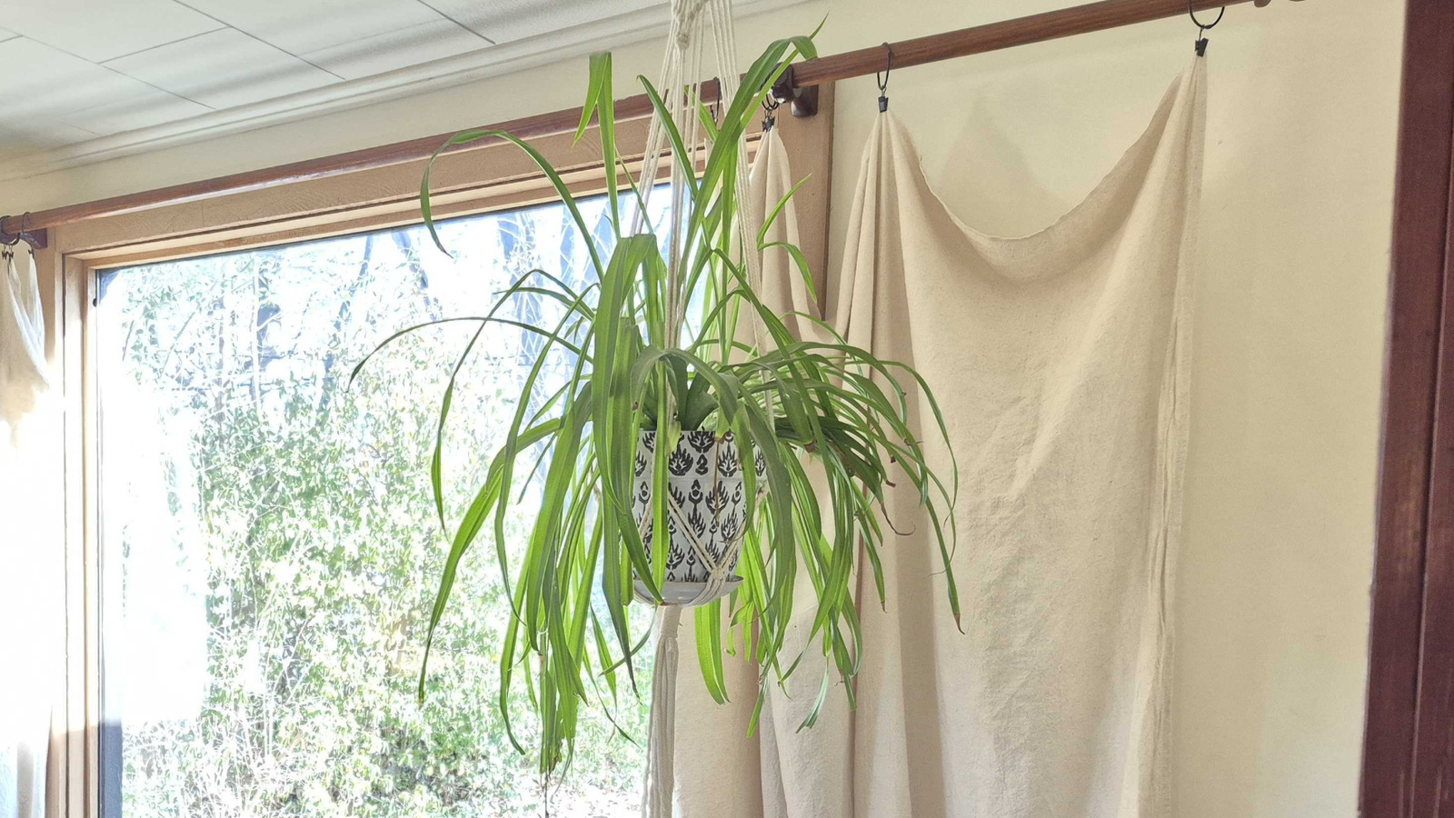 How To Repot A Spider Plant So It Thrives All Year