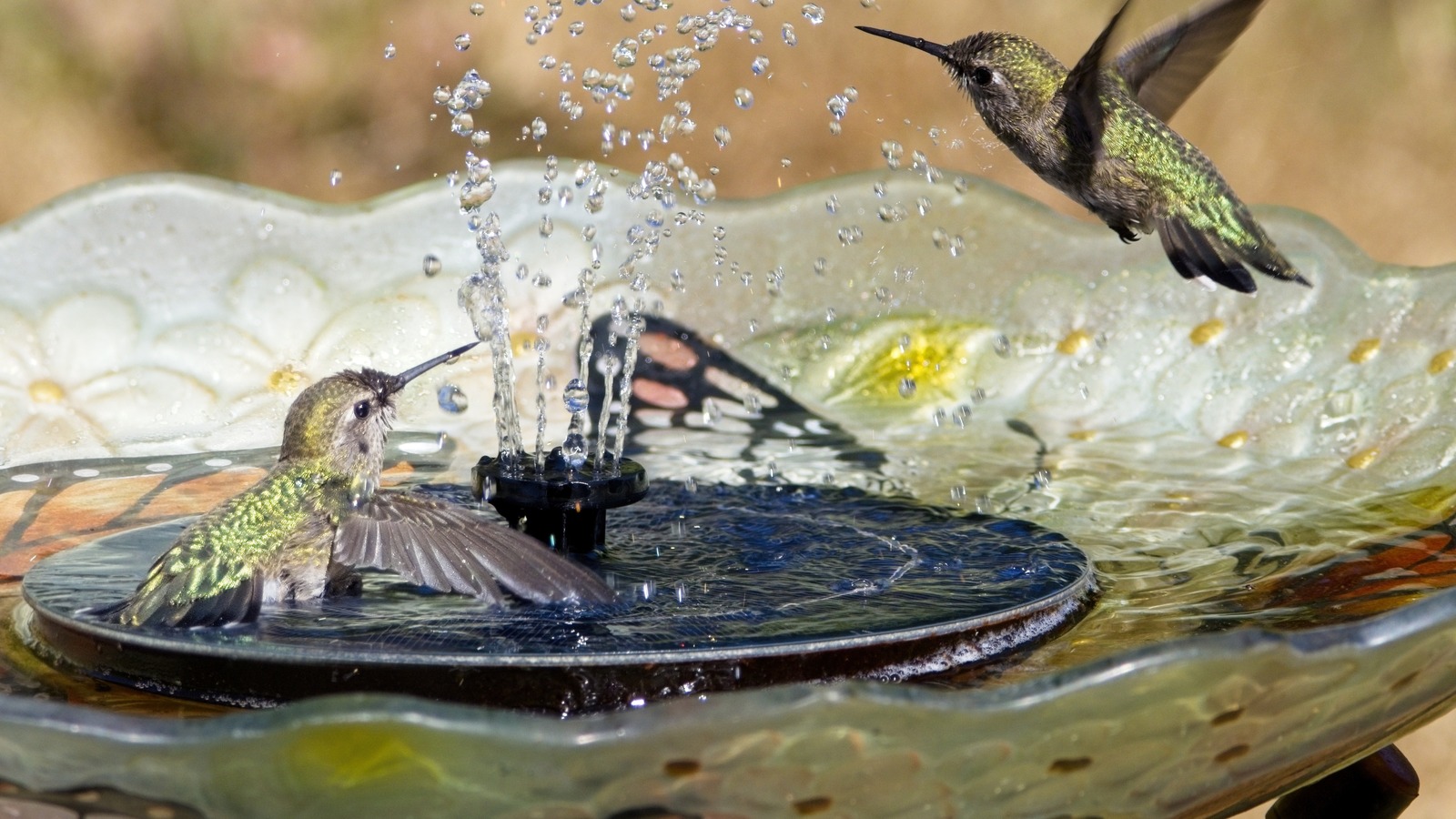 Reuse A K-Cup In This DIY Budget-Friend Hummingbird Water Bath.