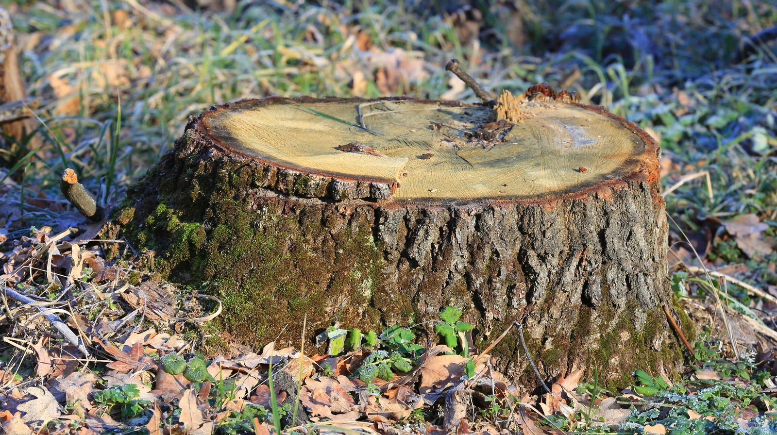 How To Safely Remove A Tree Stump Without Calling In The Professionals How To Safely Remove A Tree Stump Without Calling In The Professionals