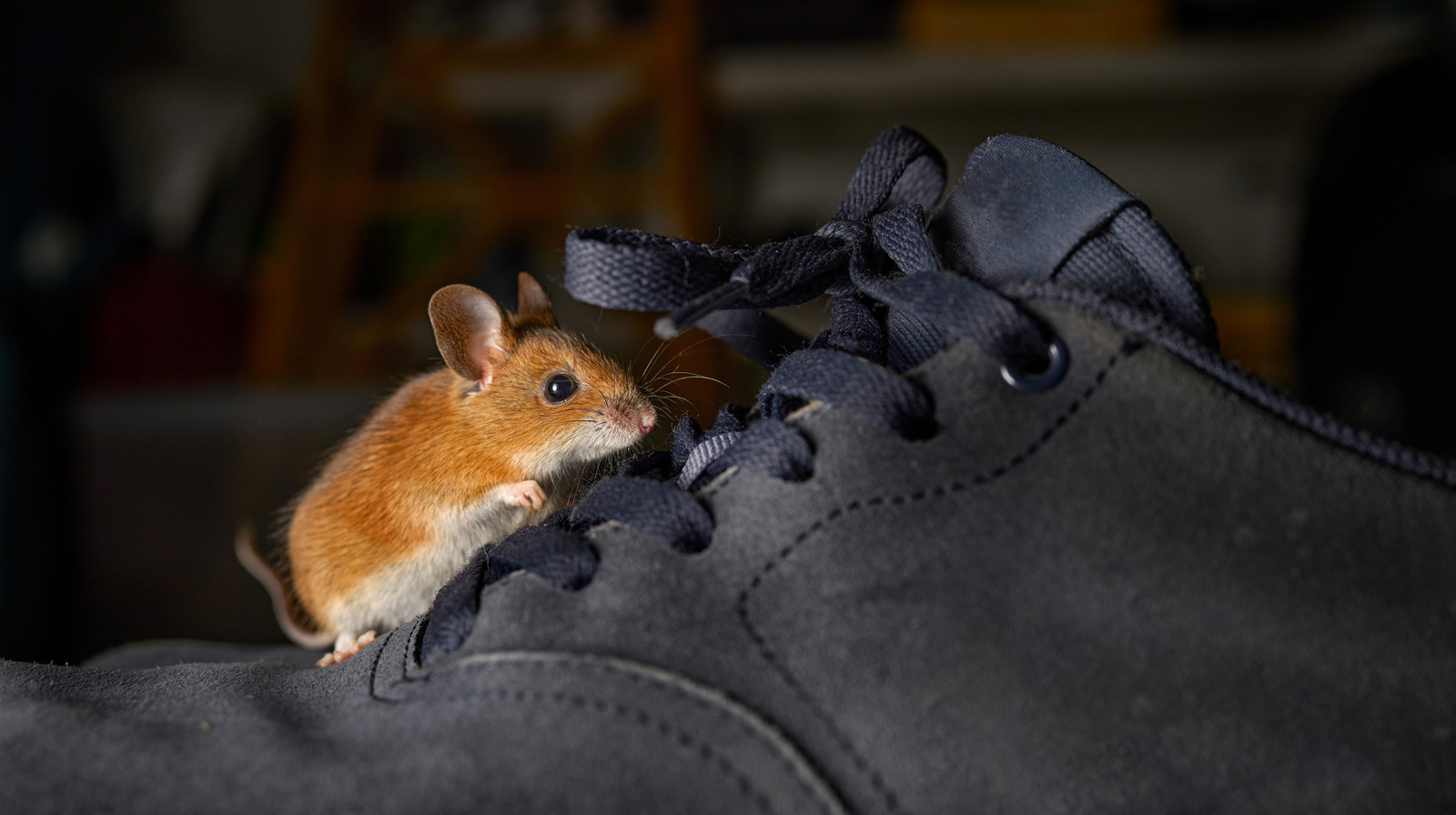 How To Seal Home From Mice - EVERDUCK.ONE