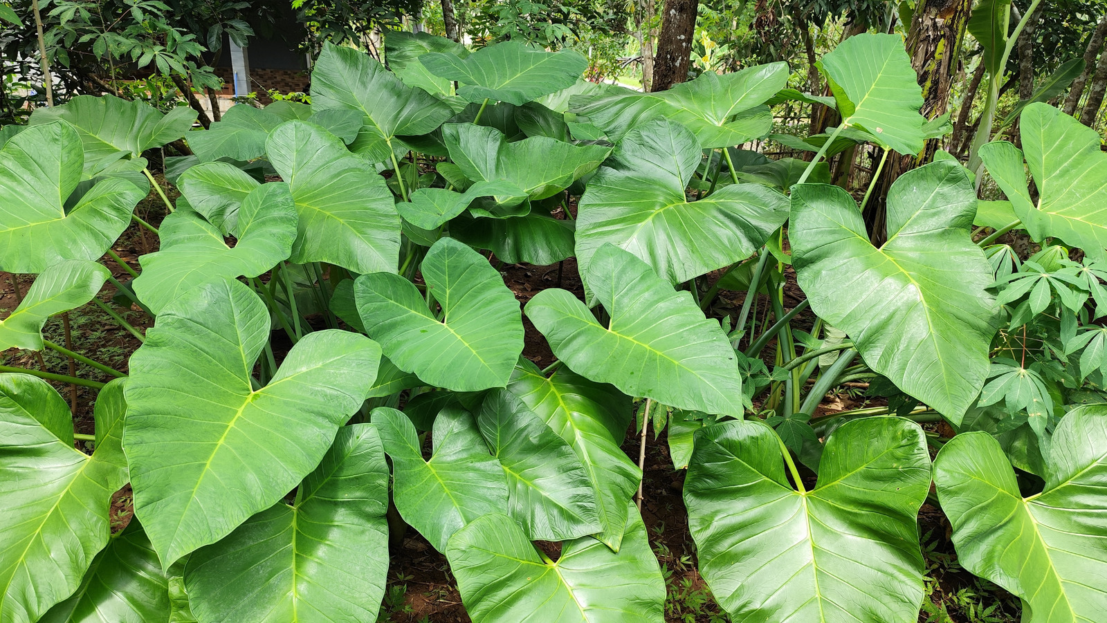 How To Spot And Treat A Common Elephant Ear Plant Disease