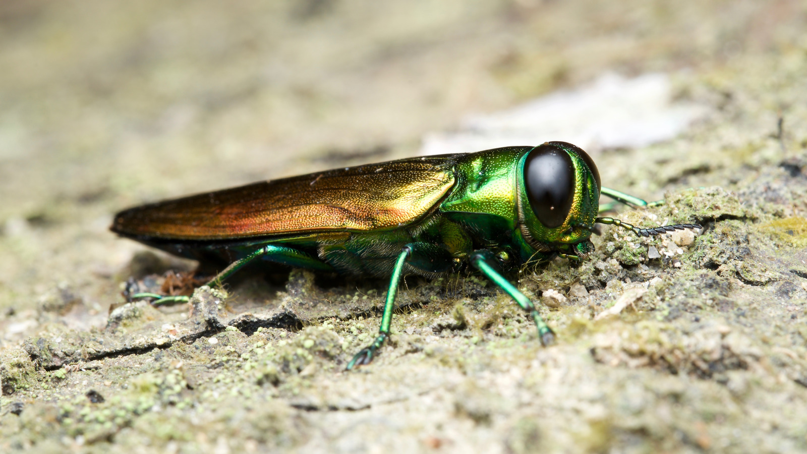 How to Identify Damage from Emerald Ash Borers on Trees - Global Ideas