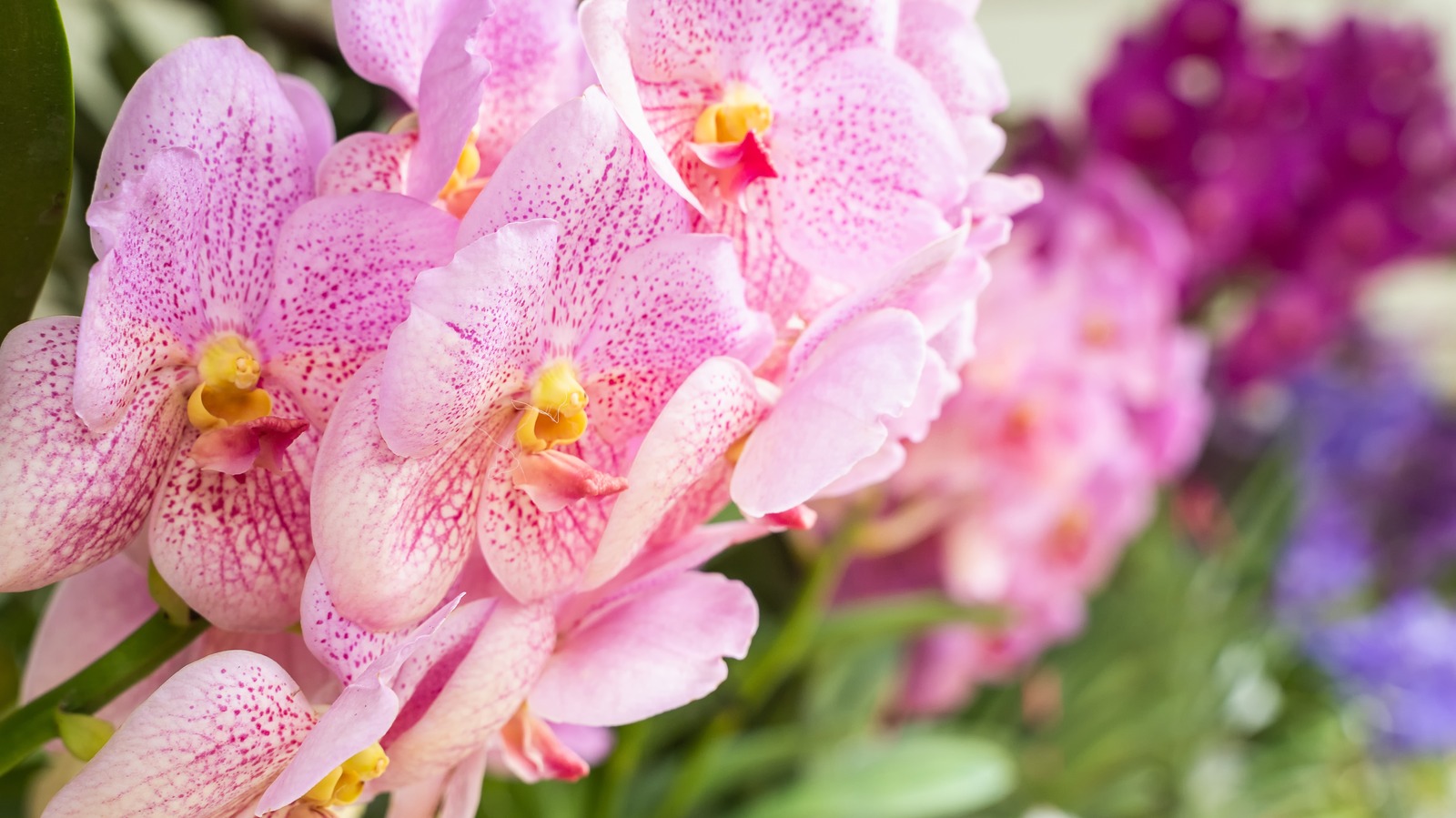 How To Successfully Care For Indoor Orchids