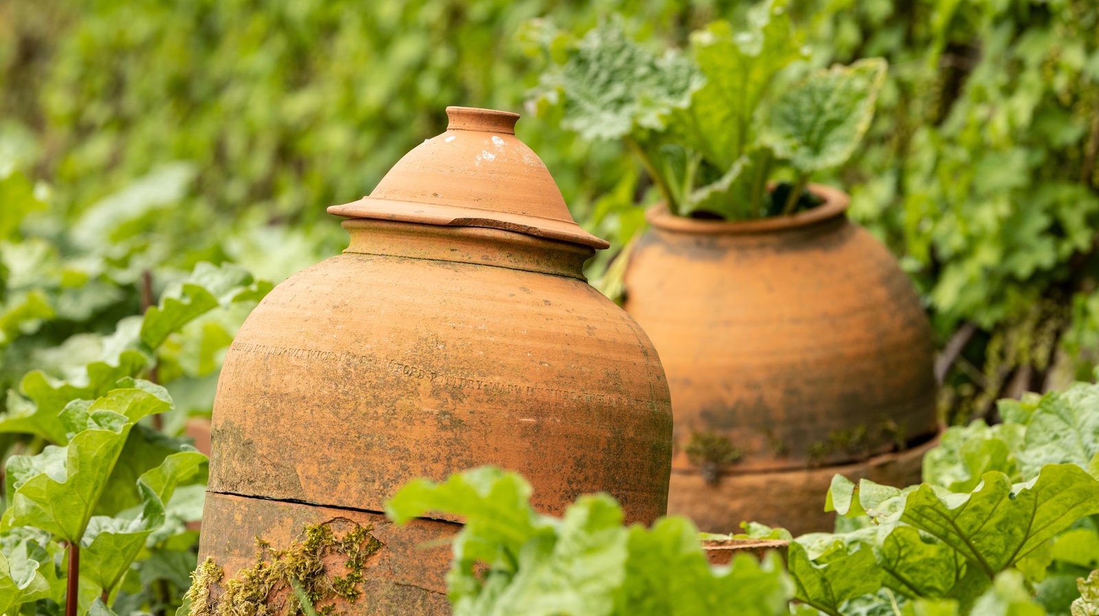 How To Successfully Force Your Rhubarb To Achieve An Earlier Harvest