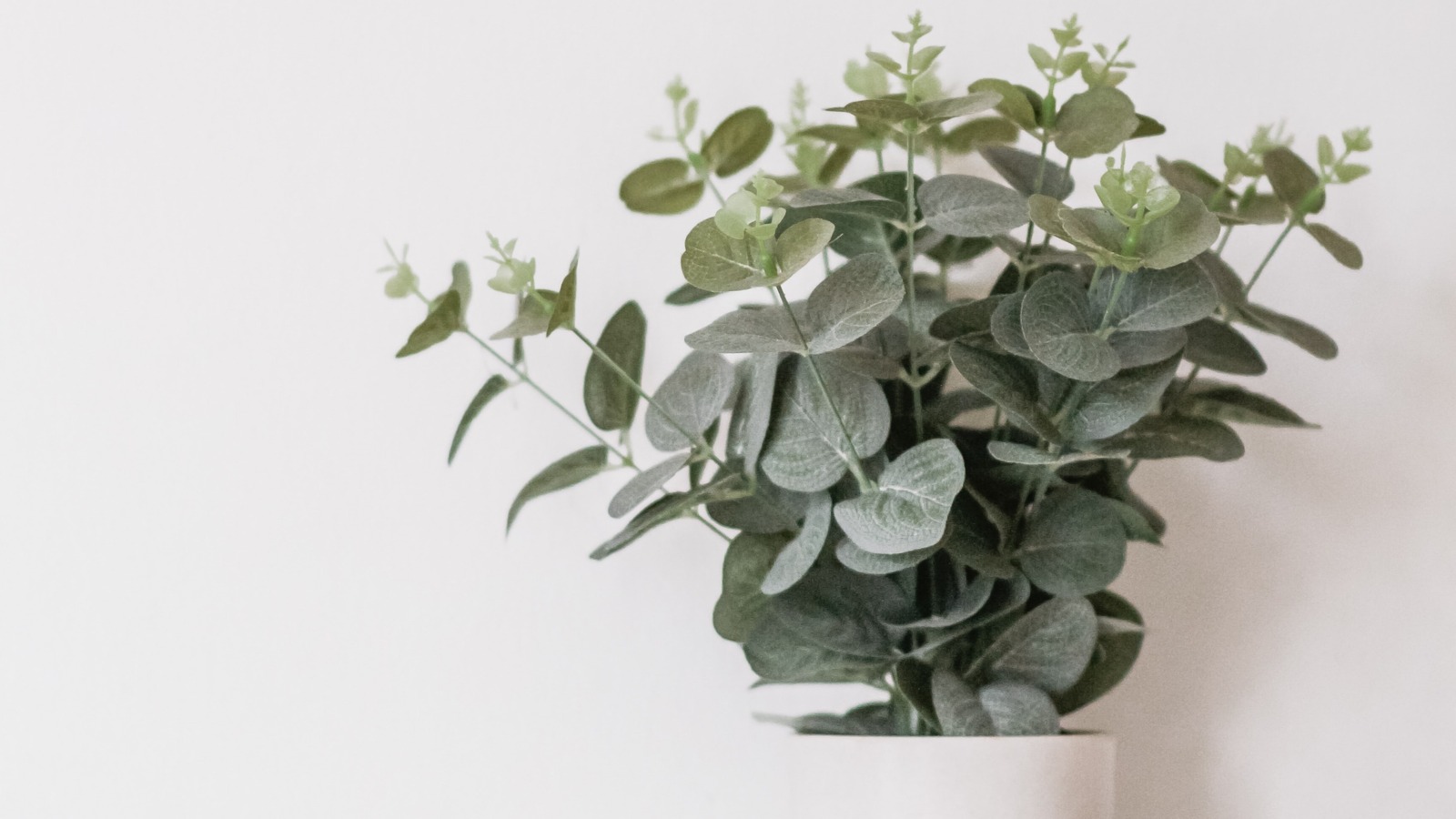 How To Successfully Grow A Eucalyptus Plant How To Successfully Grow A Eucalyptus Plant