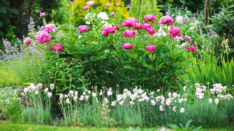 How To Successfully Grow Peonies