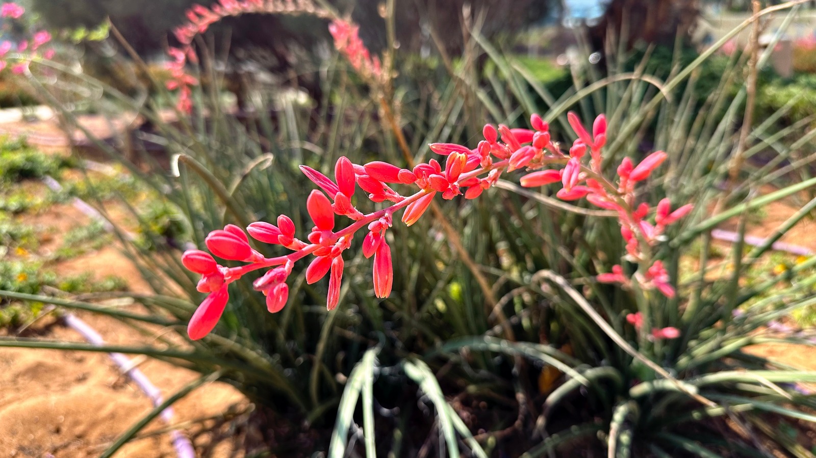 How To Successfully Grow Red Yucca Indoors (& Common Mistakes To Avoid)