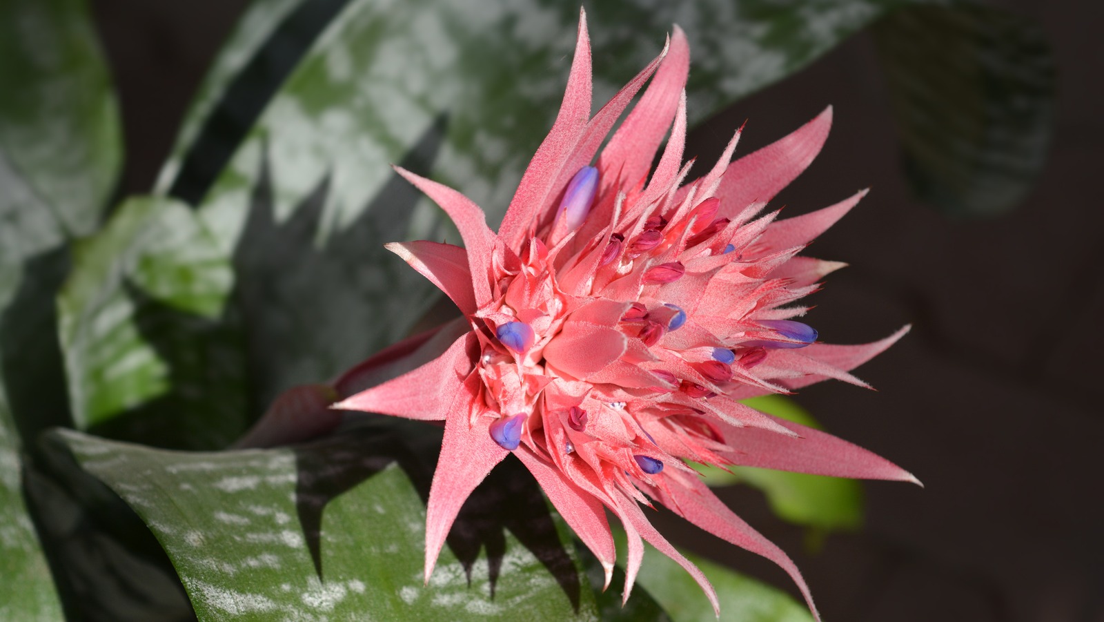 How To Take Care Of Deroose Plants