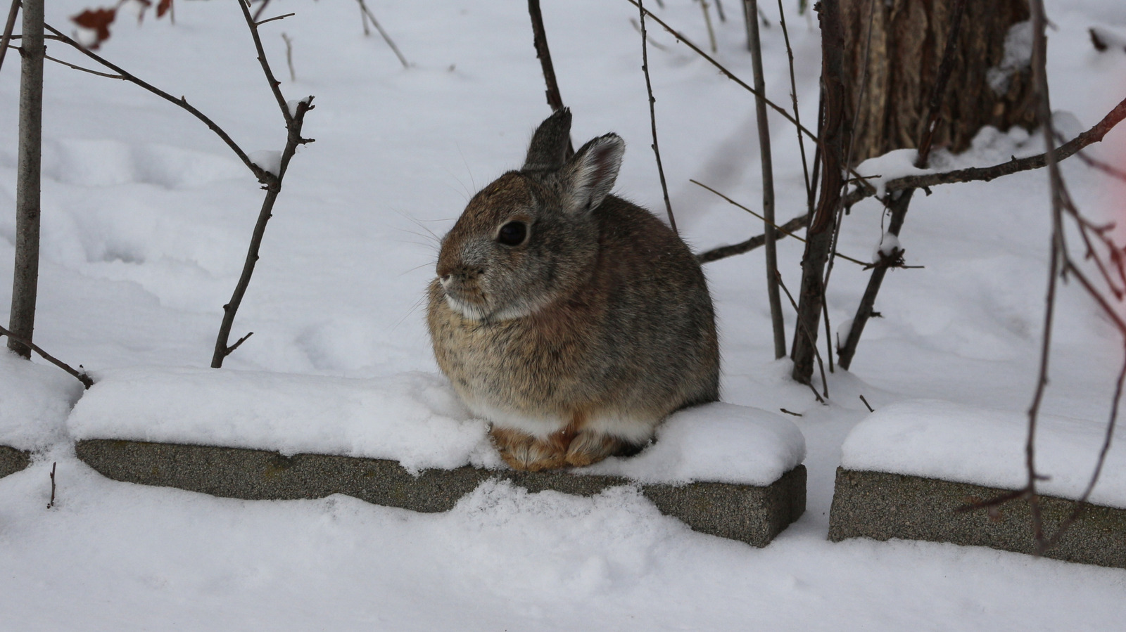 How To Tell If Rabbits Are Visiting Your Backyard In Winter