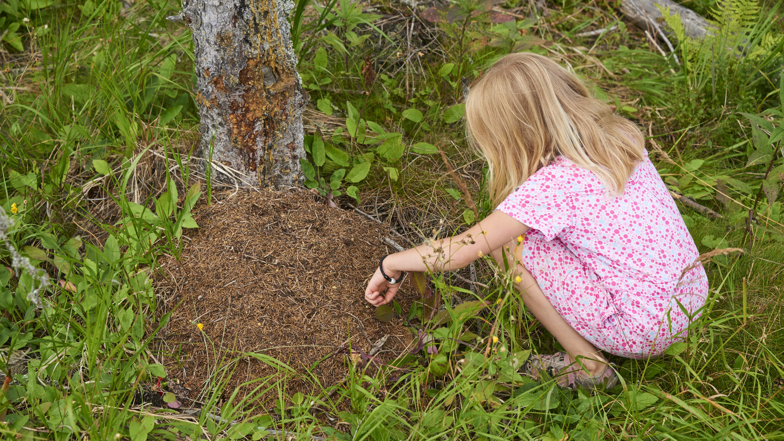 How To Tell If The Ant Mound In Your Yard Is Full Of Fire Or Regular Ants